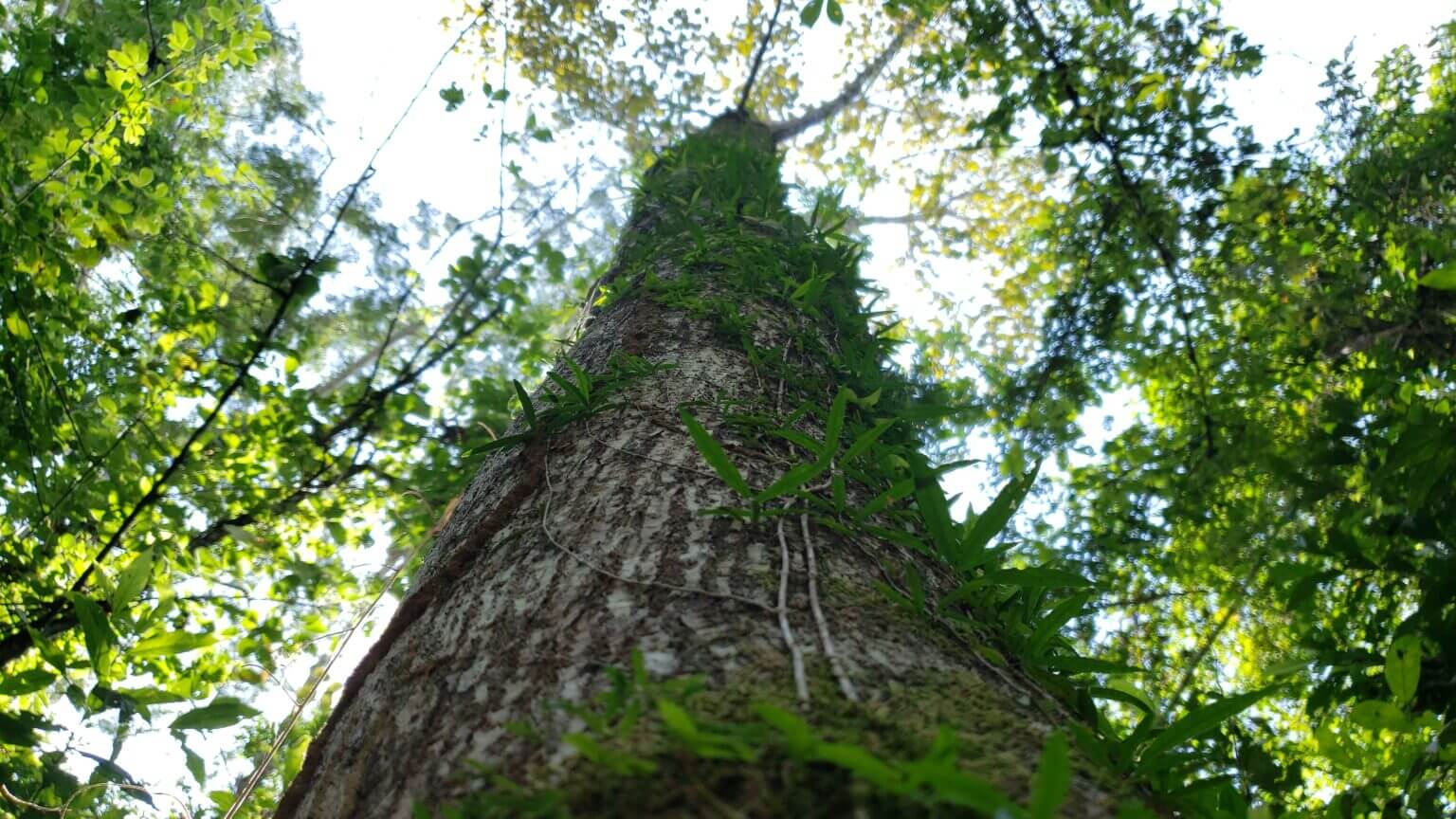 Les peuples autochtones de la forêt amazonienne préservent leur mode de ...